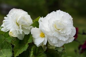 White Things: 68 Things That Are White in Nature
