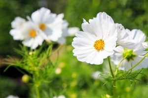 White Things: 68 Things That Are White in Nature