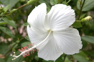 White Things: 68 Things That Are White in Nature