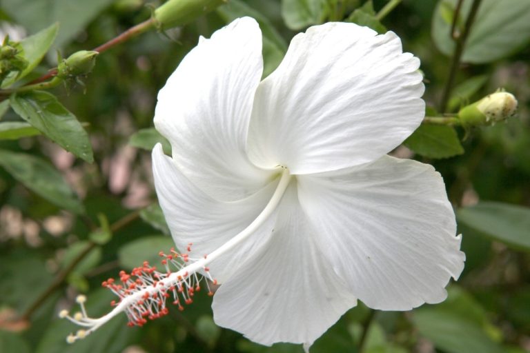 White Things: 68 Things That Are White in Nature
