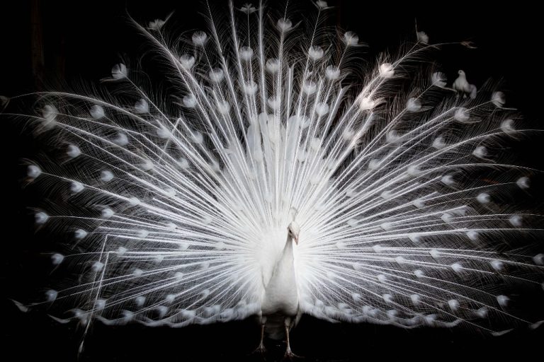 White Things: 68 Things That Are White in Nature