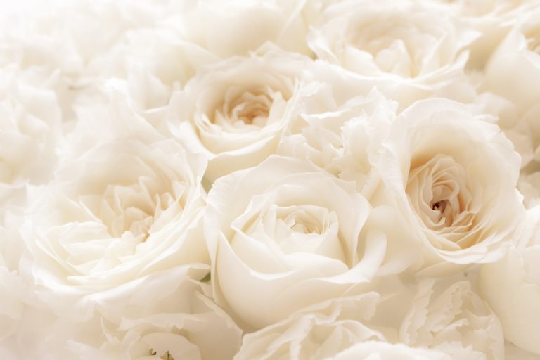 White Things: 68 Things That Are White in Nature