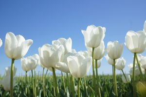 White Things: 68 Things That Are White in Nature
