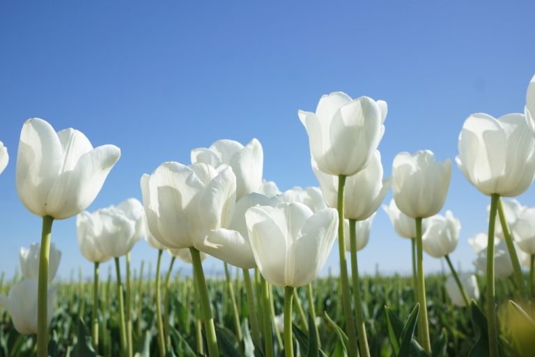 White Things: 68 Things That Are White in Nature