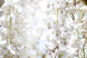 White Things: 68 Things That Are White in Nature