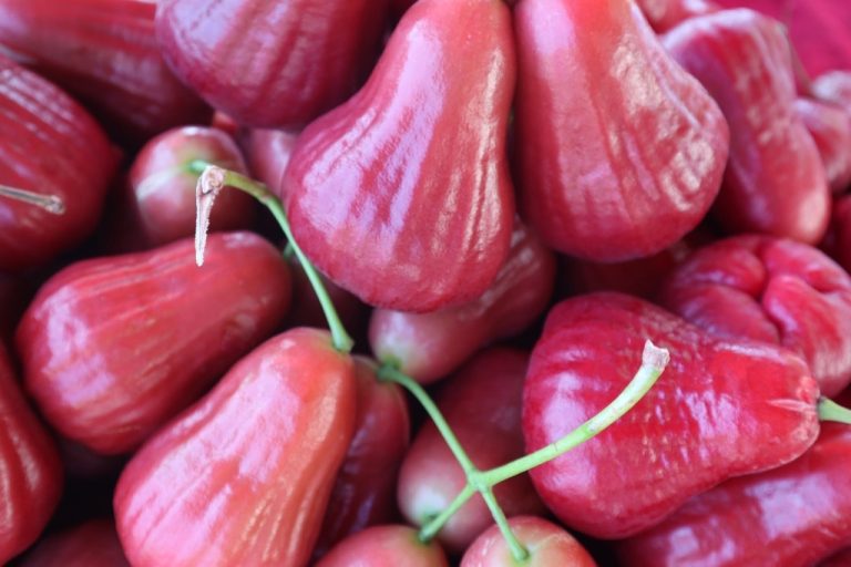 Pink Things: 56 Things That Are Pink in Nature