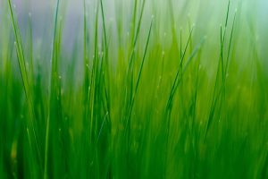 Green Things: 58 Things That Are Green In Nature