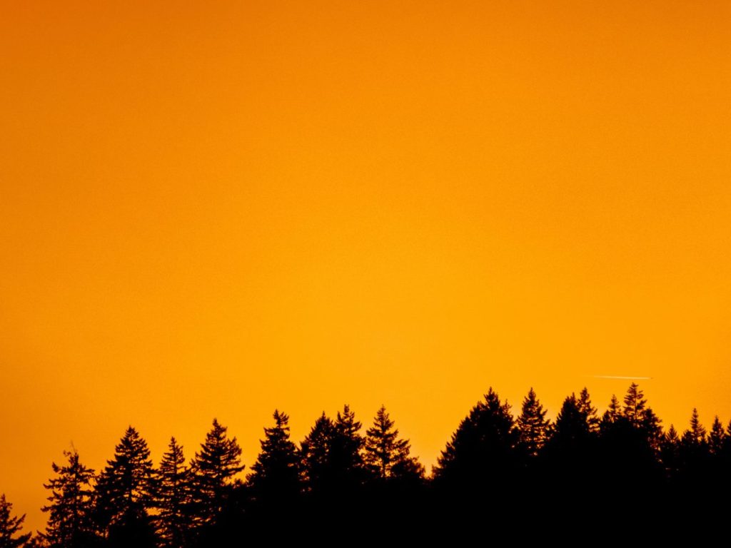 Meaning of the Color Orange: Symbolism, Uses, & More