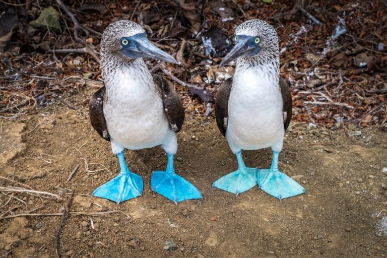 Blue Things: 50 Things That Are Blue in Nature