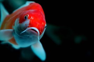 Red Things: 70 Things That Are Red in Nature