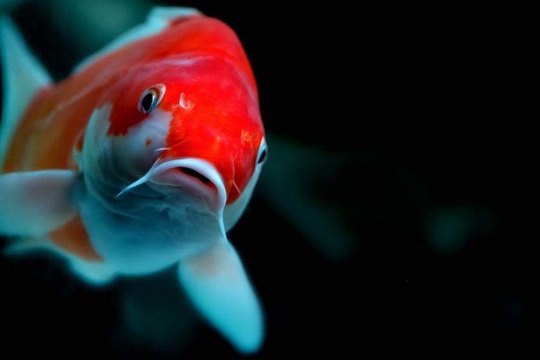 Red Things: 70 Things That Are Red in Nature