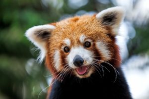 Red Things: 70 Things That Are Red in Nature
