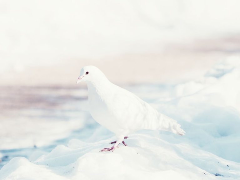 Meaning of the Color White: Symbolism, Uses, & More