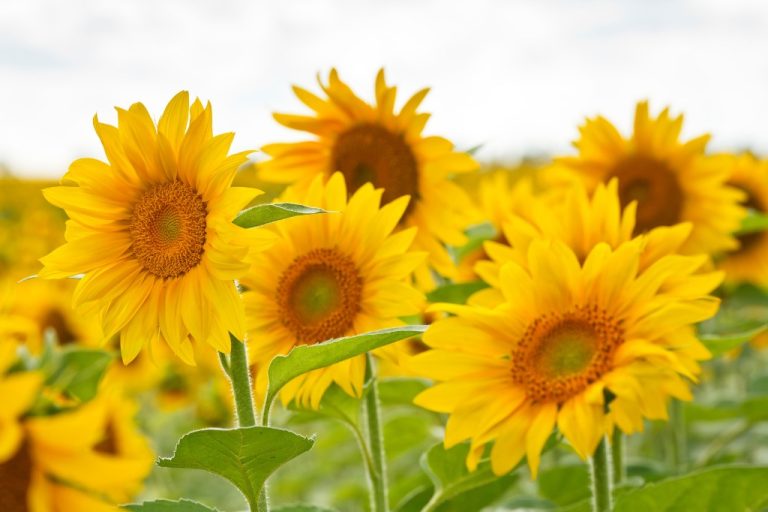 Meaning of the Color Yellow: Symbolism, Uses, And More