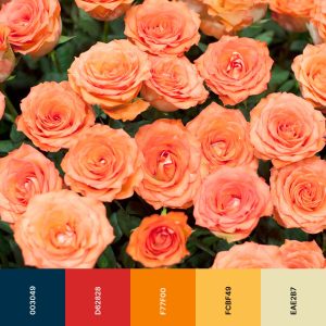 99 Shades of Orange with Names, Hex, RGB, & CMYK