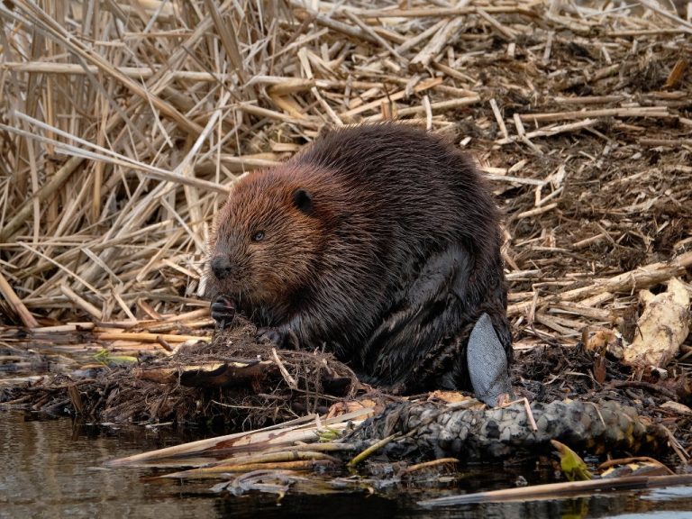 Brown Things: 51 Things That Are Brown in Nature
