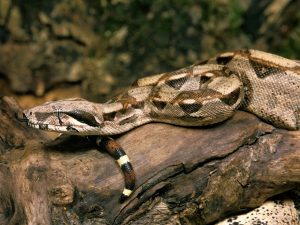 Brown Things: 51 Things That Are Brown in Nature