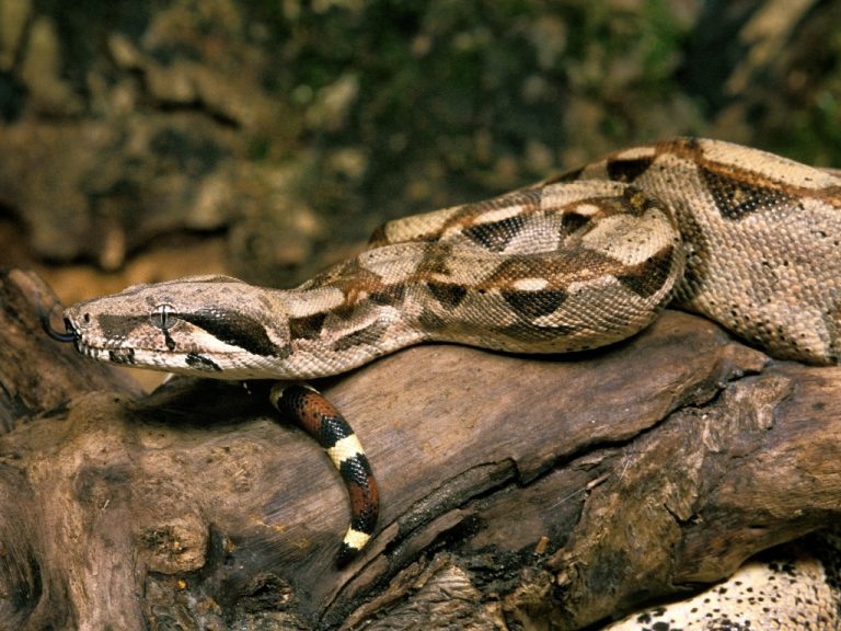 Brown Things: 51 Things That Are Brown in Nature