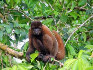 Brown Things: 51 Things That Are Brown in Nature