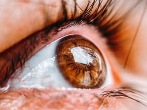 Brown Things: 51 Things That Are Brown in Nature