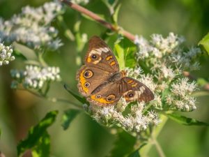 Brown Things: 51 Things That Are Brown in Nature