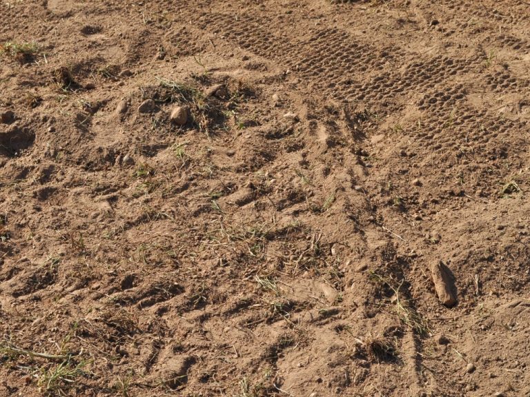 Brown Things: 51 Things That Are Brown in Nature