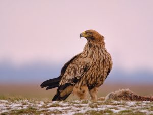 Brown Things: 51 Things That Are Brown in Nature