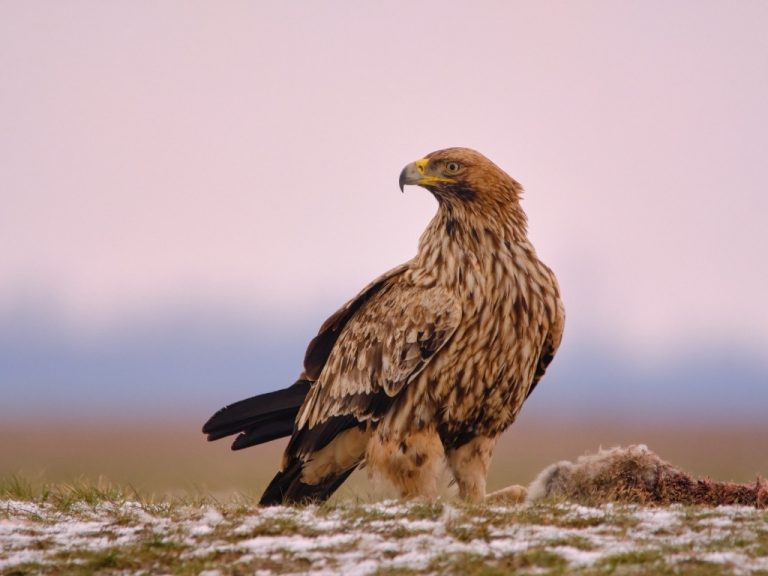 Brown Things: 51 Things That Are Brown in Nature