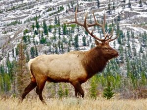 Brown Things: 51 Things That Are Brown in Nature