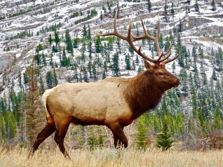 Brown Things: 51 Things That Are Brown in Nature
