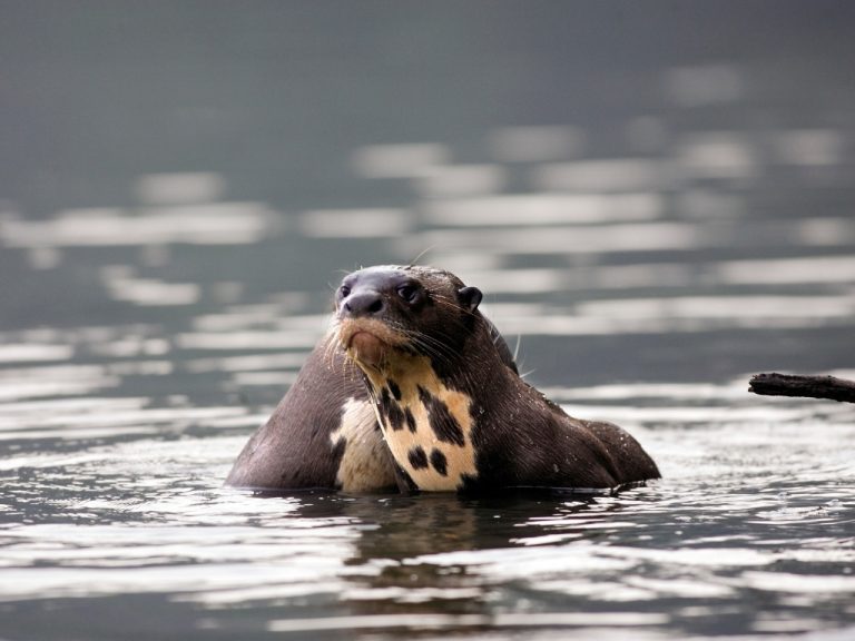 Brown Things: 51 Things That Are Brown in Nature