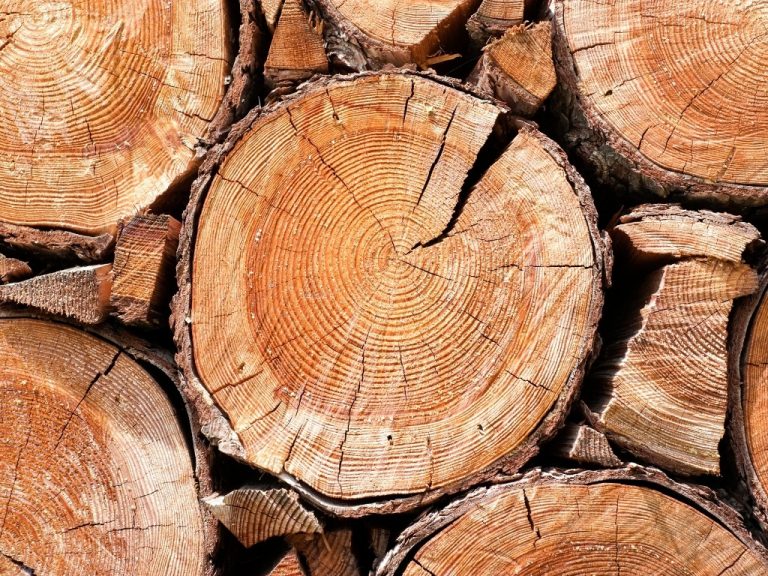 Brown Things: 51 Things That Are Brown in Nature