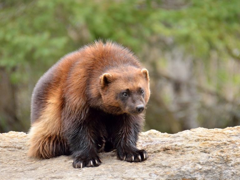 Brown Things: 51 Things That Are Brown in Nature