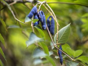 15 Delicious Blue Fruits You Should Eat Today