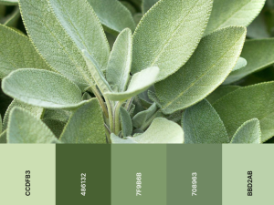 Sage Green Color: Meaning, Shades, and Color Codes