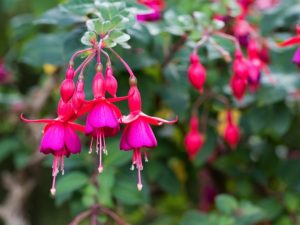 Fuchsia Color: Is It Pink or Purple and What Does It Mean?