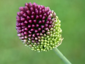 What is the Opposite of Purple? (Its Complementary Color)