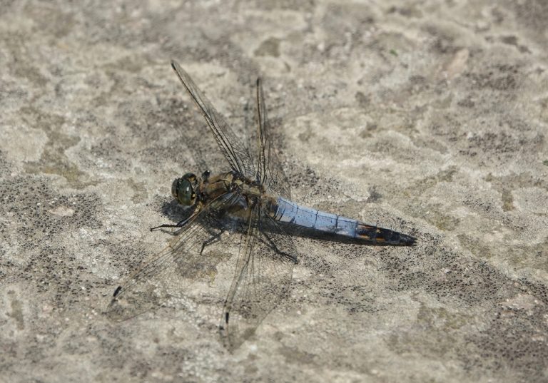 10 Dragonfly Colors and Their Meanings