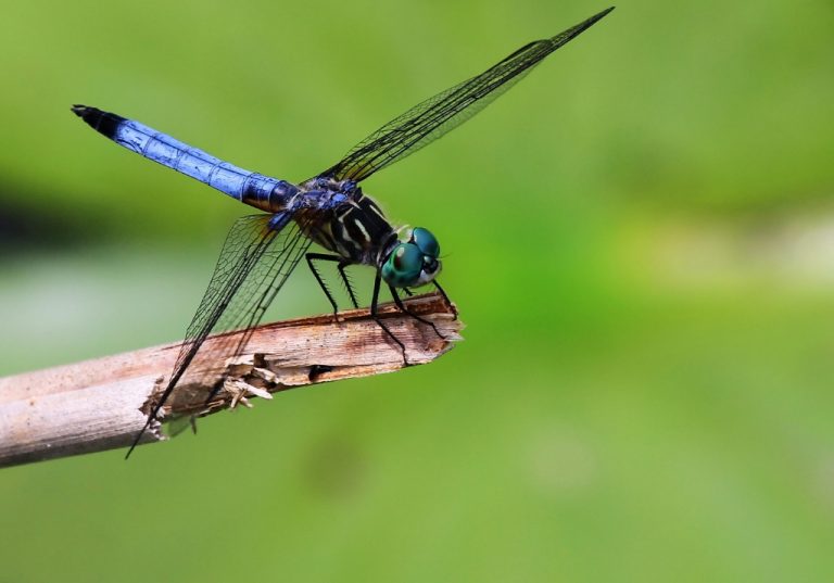 10 Dragonfly Colors and Their Meanings