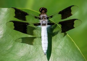 10 Dragonfly Colors and Their Meanings