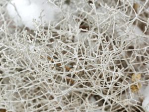 Gray Things: 32 Things That Are Gray in Nature