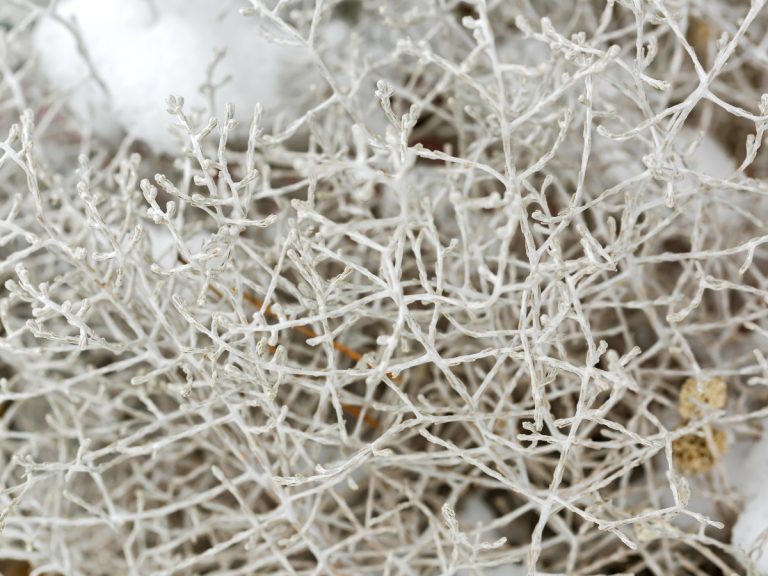 Gray Things: 32 Things That Are Gray in Nature