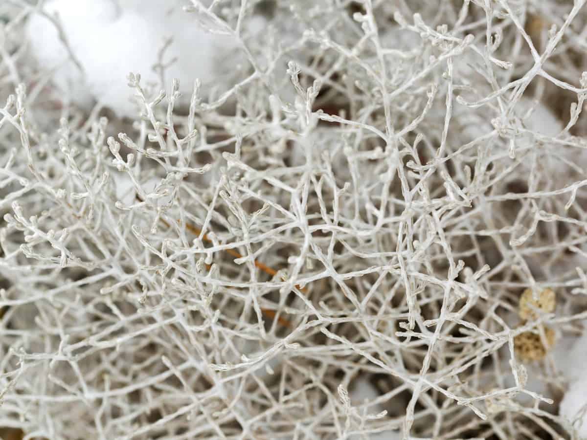 Gray Things: 32 Things That Are Gray in Nature