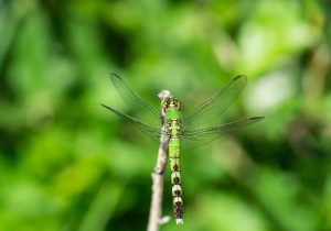 10 Dragonfly Colors and Their Meanings