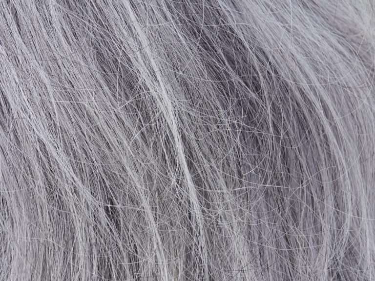 Gray Things: 32 Things That Are Gray in Nature