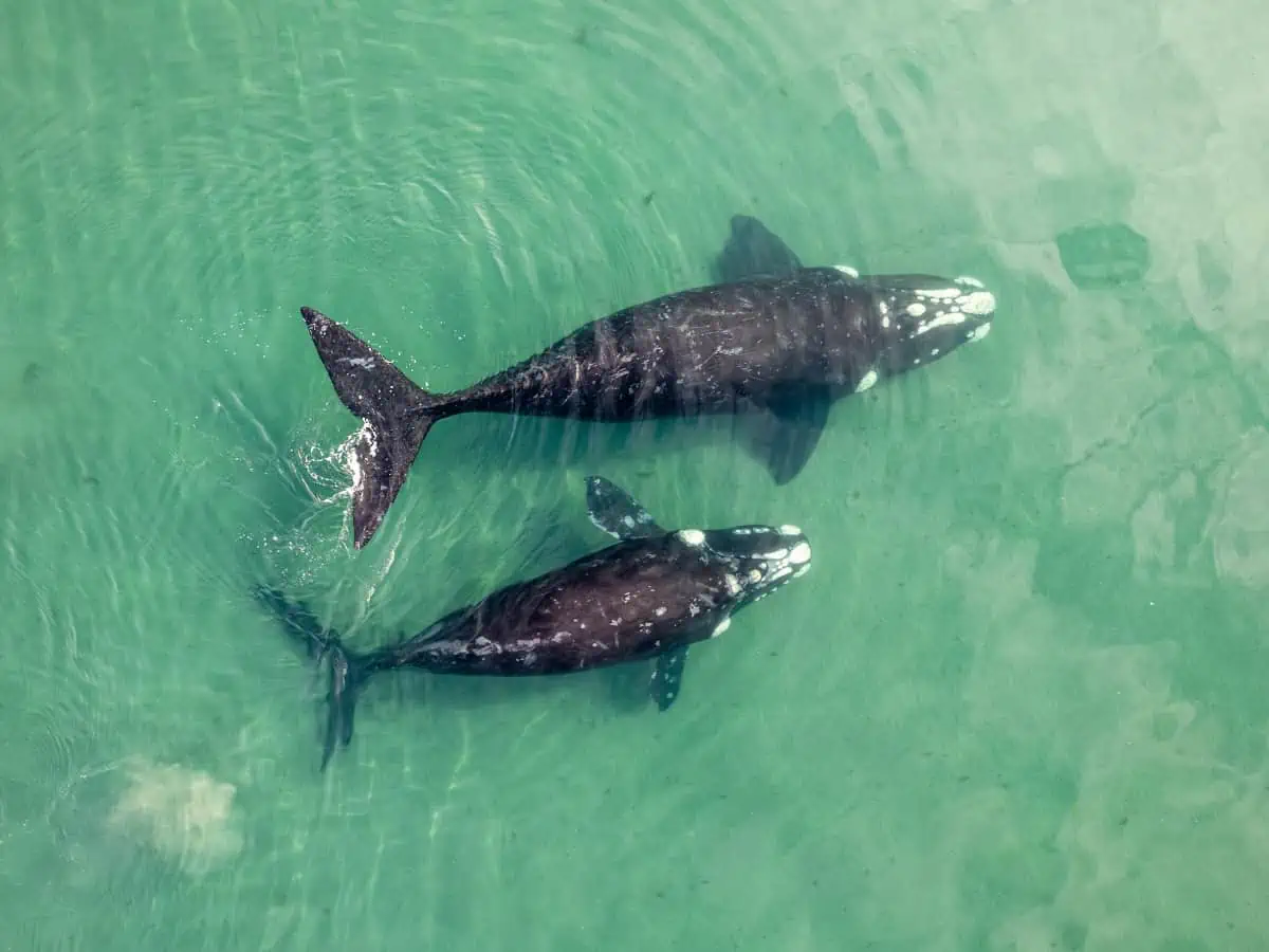 Gray Things: 32 Things That Are Gray in Nature