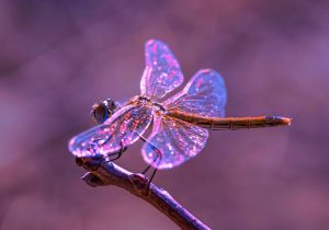 10 Dragonfly Colors and Their Meanings