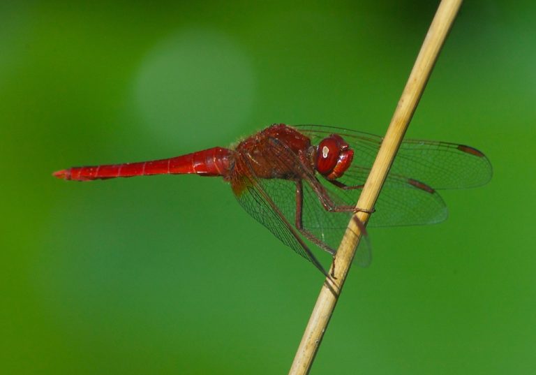 10 Dragonfly Colors and Their Meanings