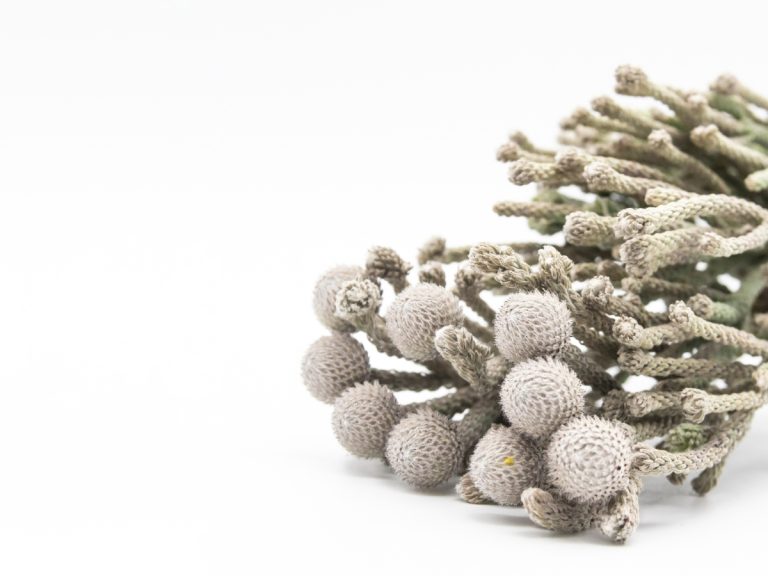 Gray Things: 32 Things That Are Gray in Nature