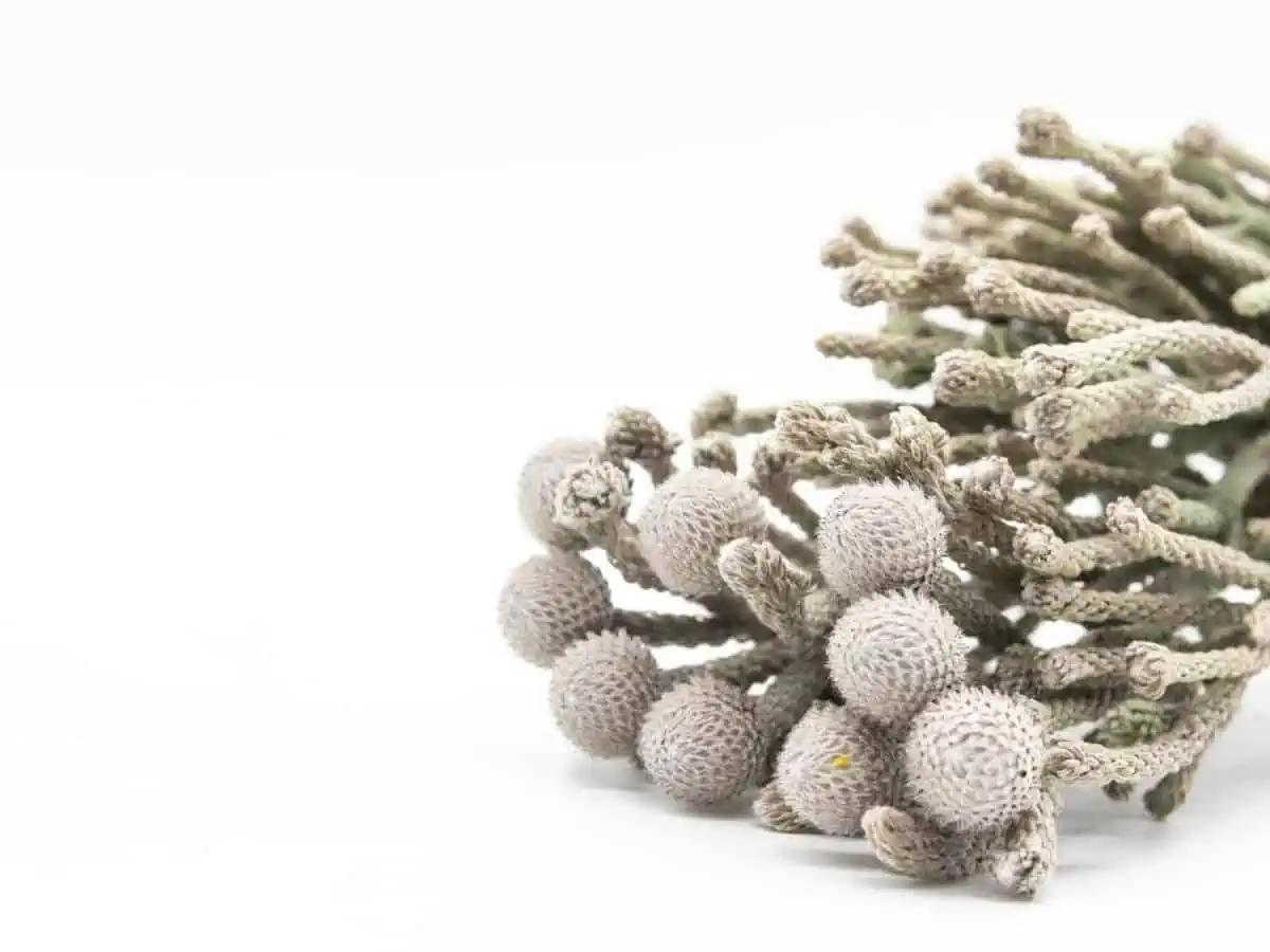 Gray Things: 32 Things That Are Gray in Nature